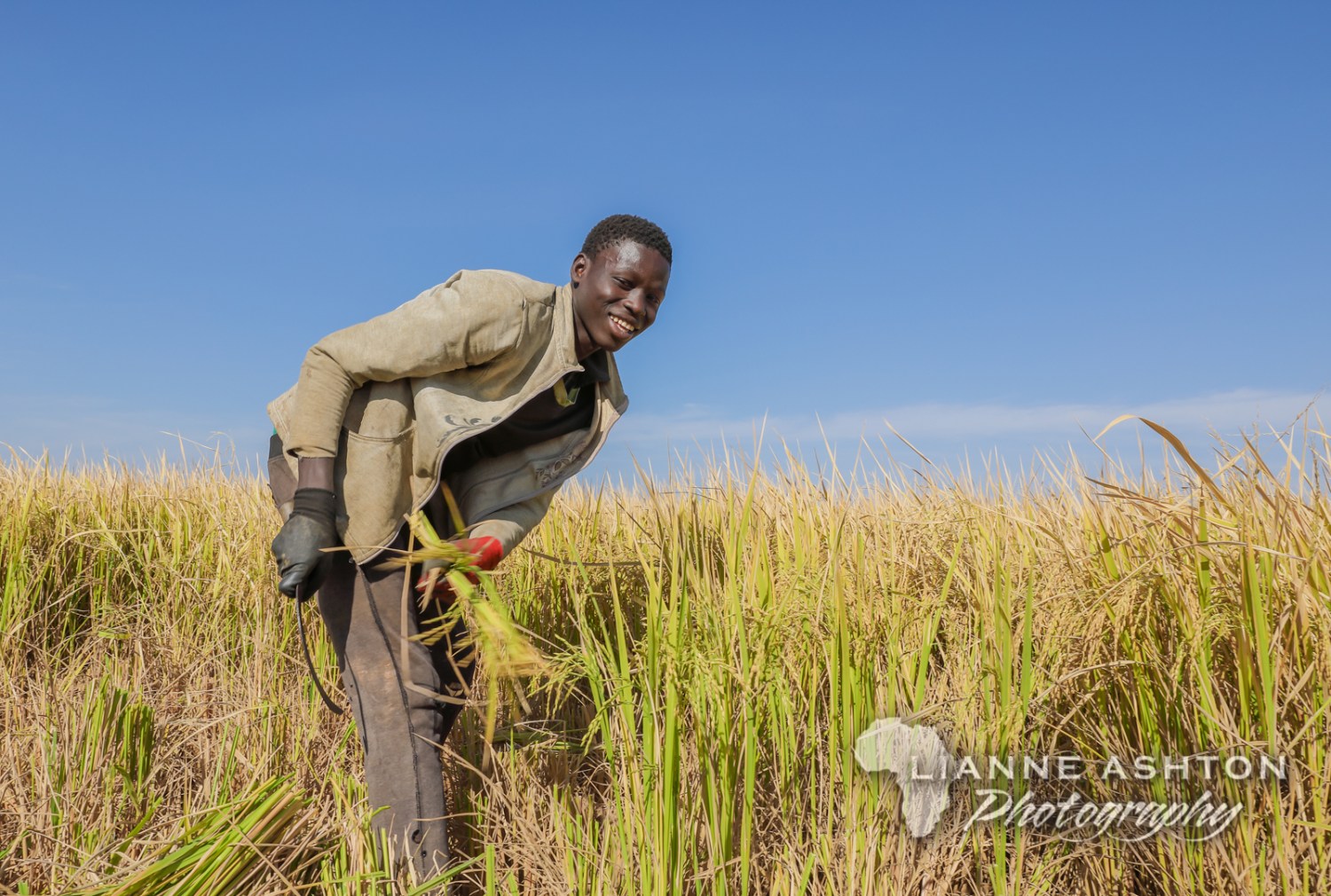 Harvesting rice in Senegal (2) – Lianne Ashton Photography